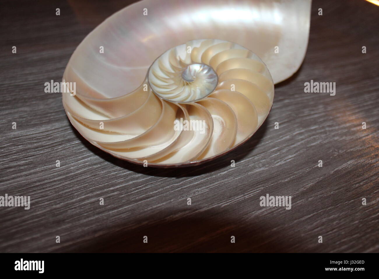 nautilus shell symmetry Fibonacci half cross section spiral golden ...