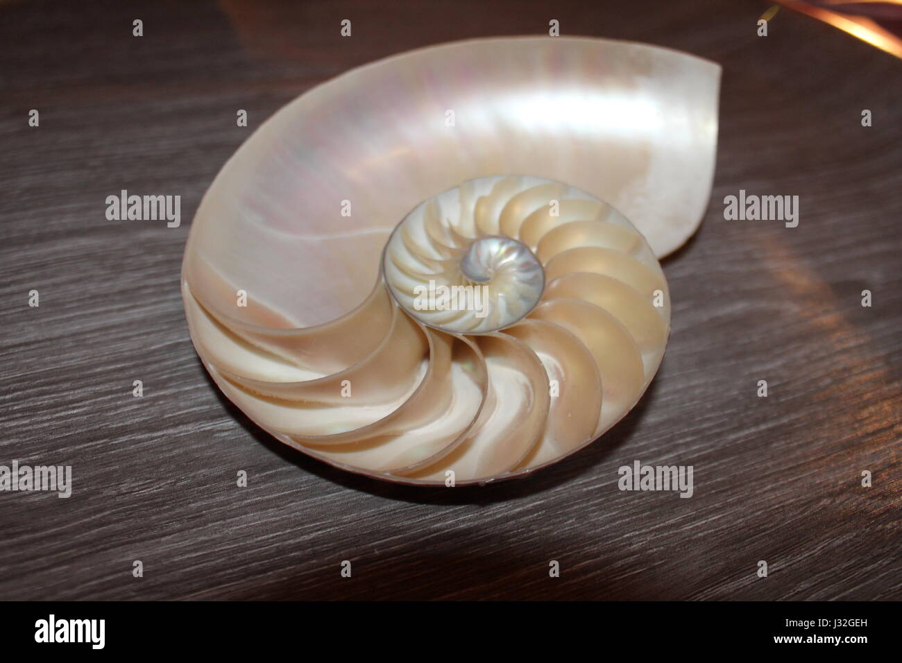 nautilus shell symmetry Fibonacci half cross section spiral golden ...