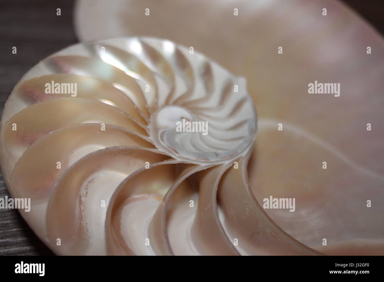 nautilus shell symmetry Fibonacci half cross section spiral golden ...