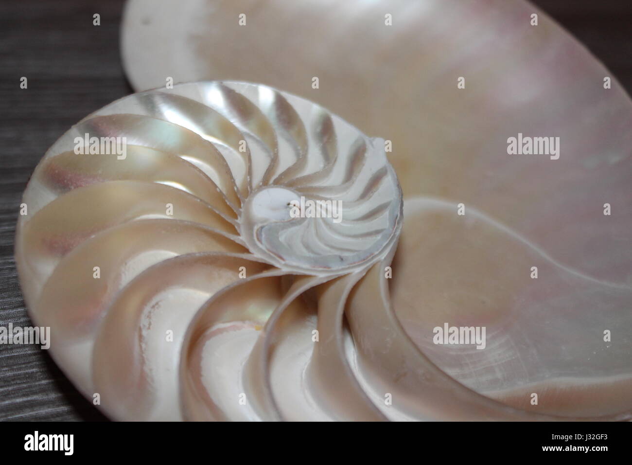 nautilus shell symmetry Fibonacci half cross section spiral golden ...