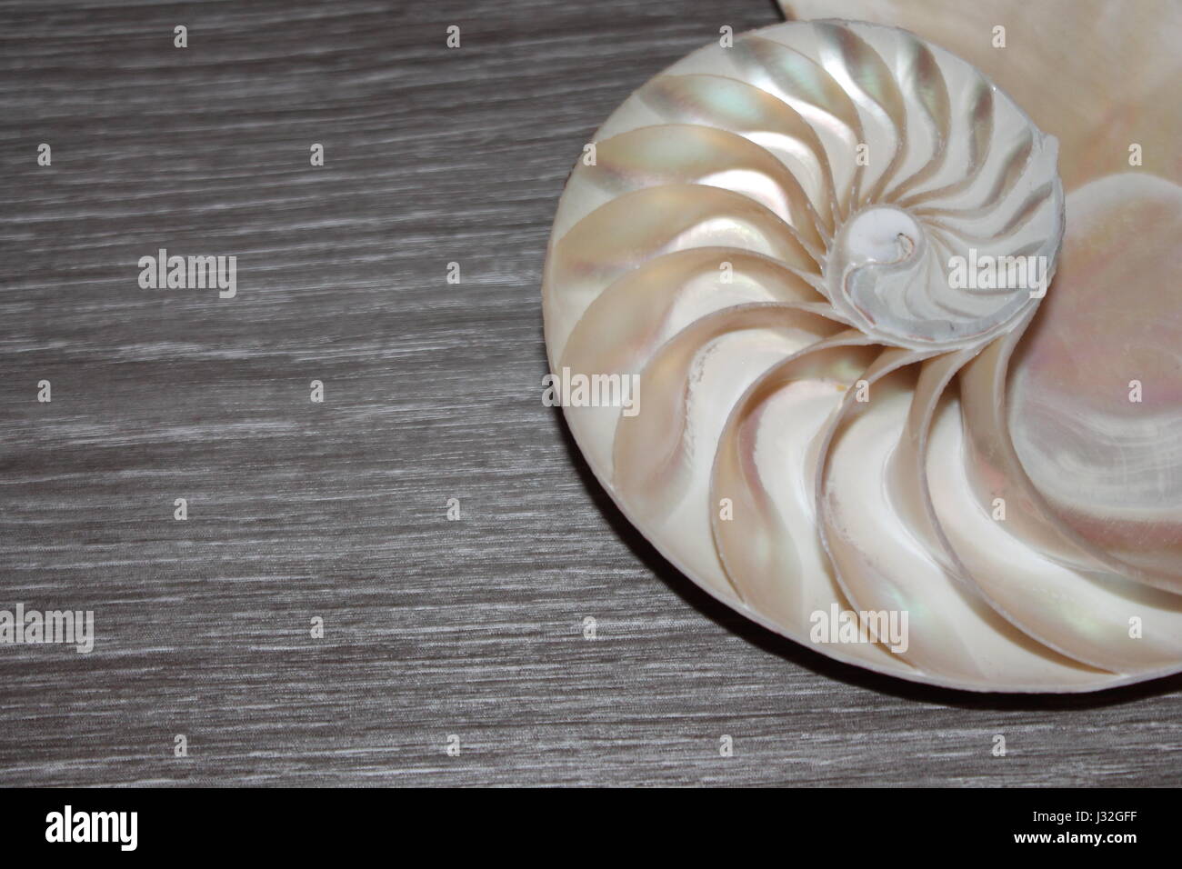 nautilus shell symmetry Fibonacci half cross section spiral golden ...