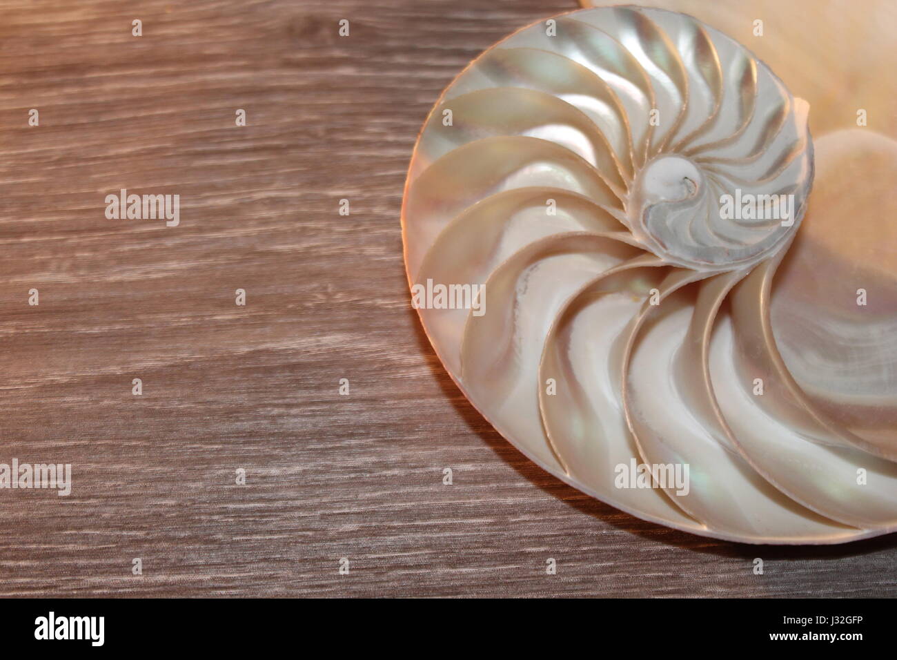 nautilus shell symmetry Fibonacci half cross section spiral golden ...