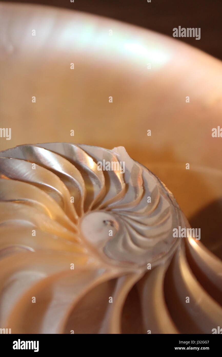 nautilus shell symmetry Fibonacci half cross section spiral golden ...