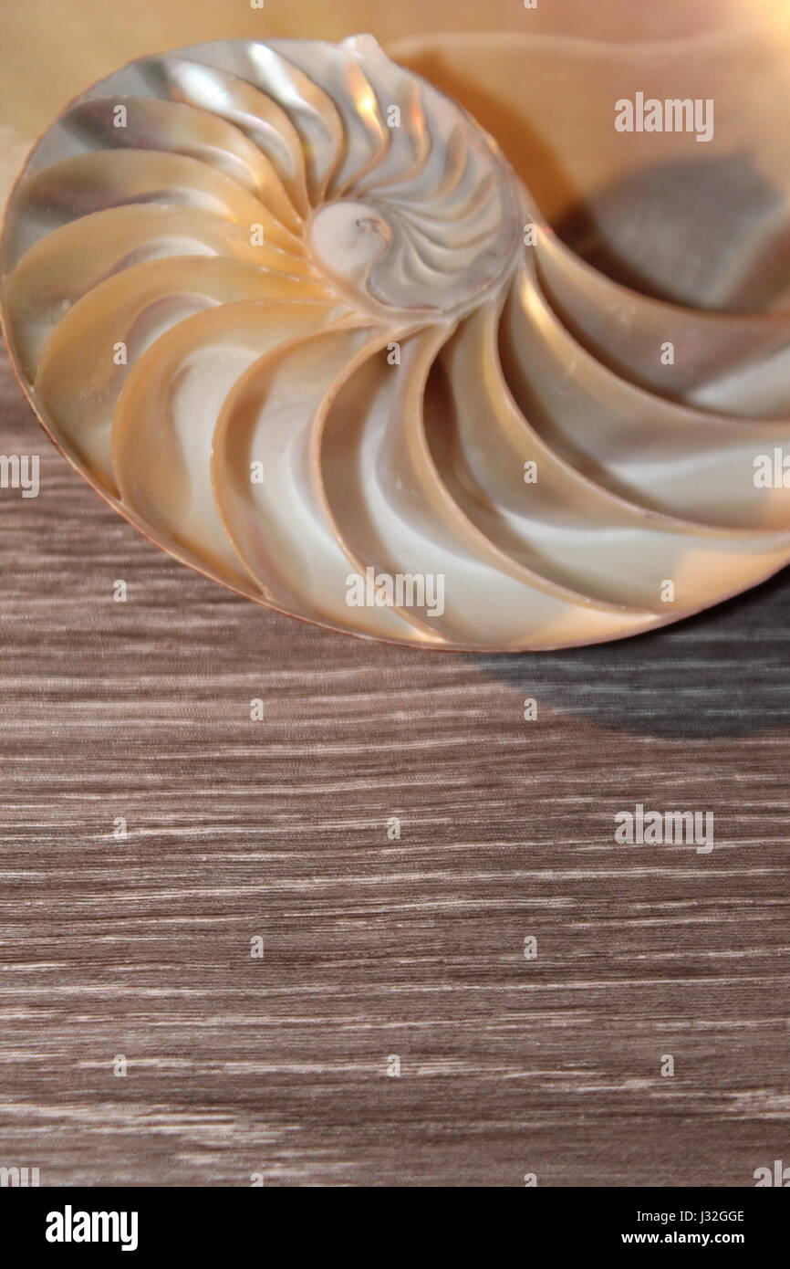 Nautilus shell golden ratio hi-res stock photography and images - Alamy