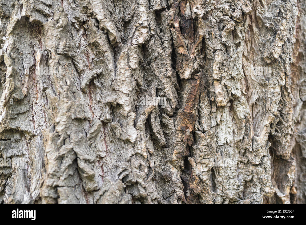 Natural texture of weeping willow bark, relief background Stock Photo ...