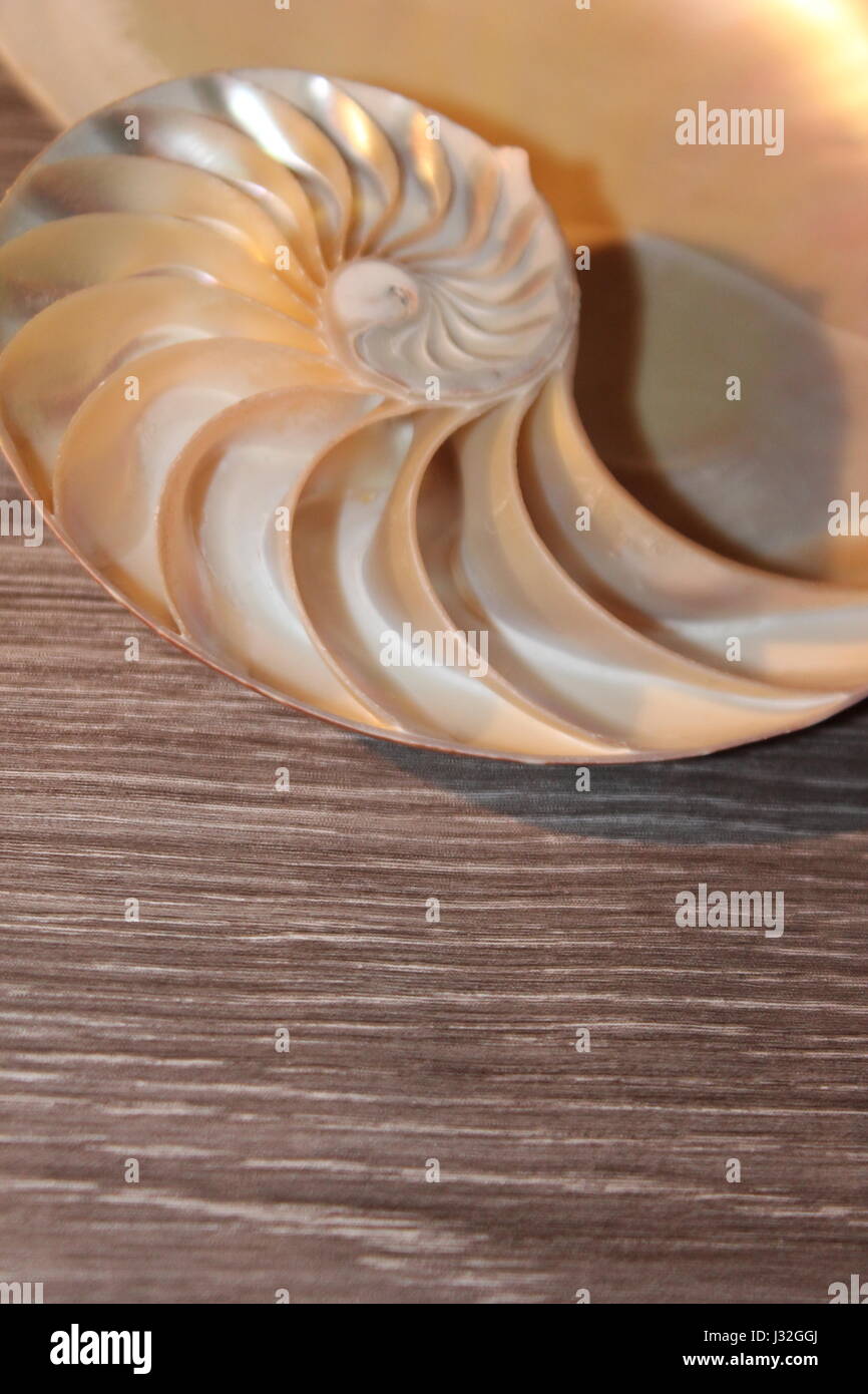nautilus shell symmetry Fibonacci half cross section spiral golden ...