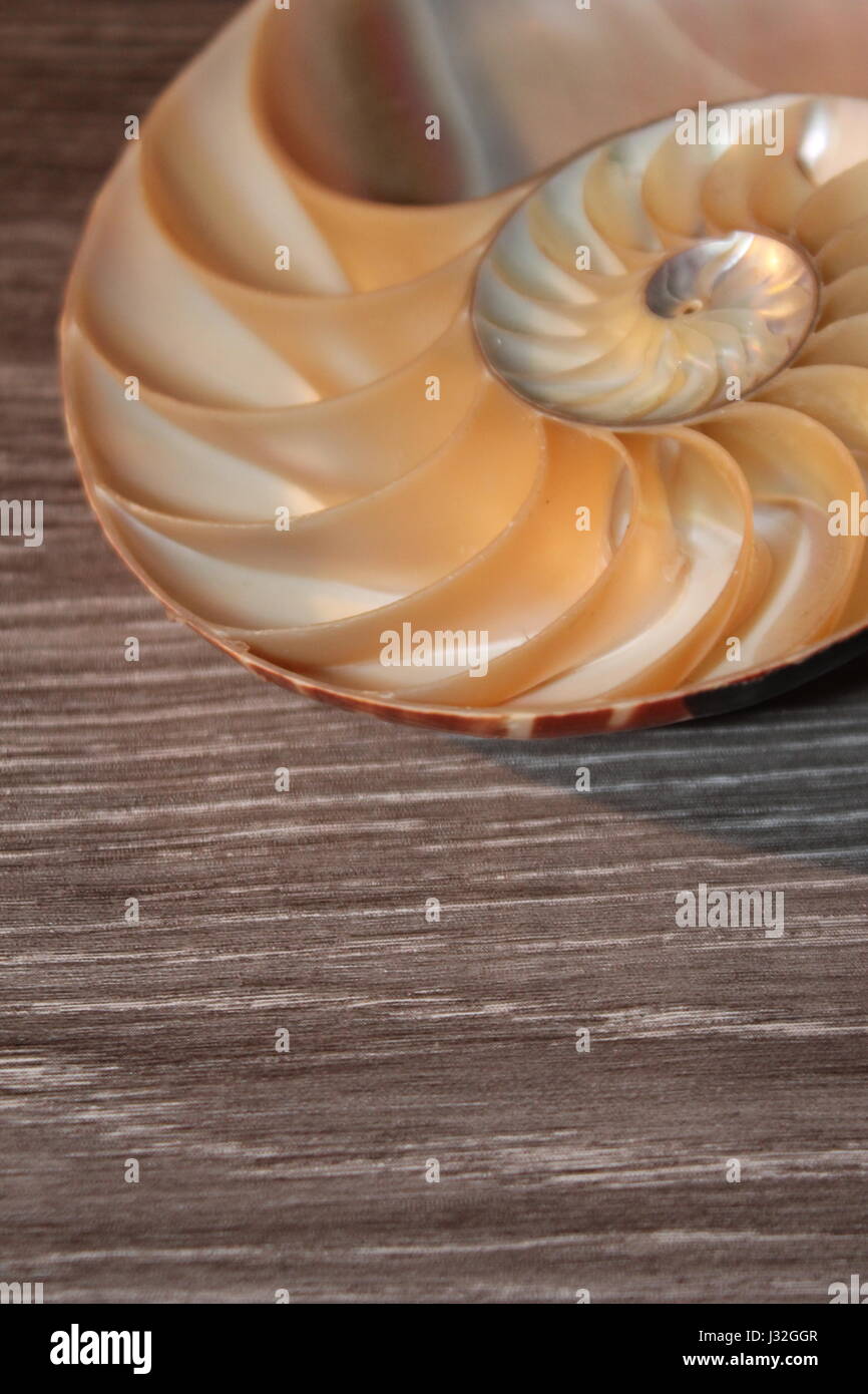 nautilus shell symmetry Fibonacci half cross section spiral golden ...