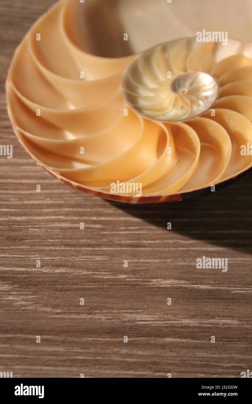 nautilus shell symmetry Fibonacci half cross section spiral golden ...
