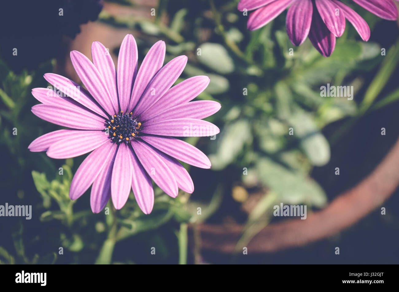 purple cape marguerite flower, dimorphotheca ecklonis Stock Photo - Alamy