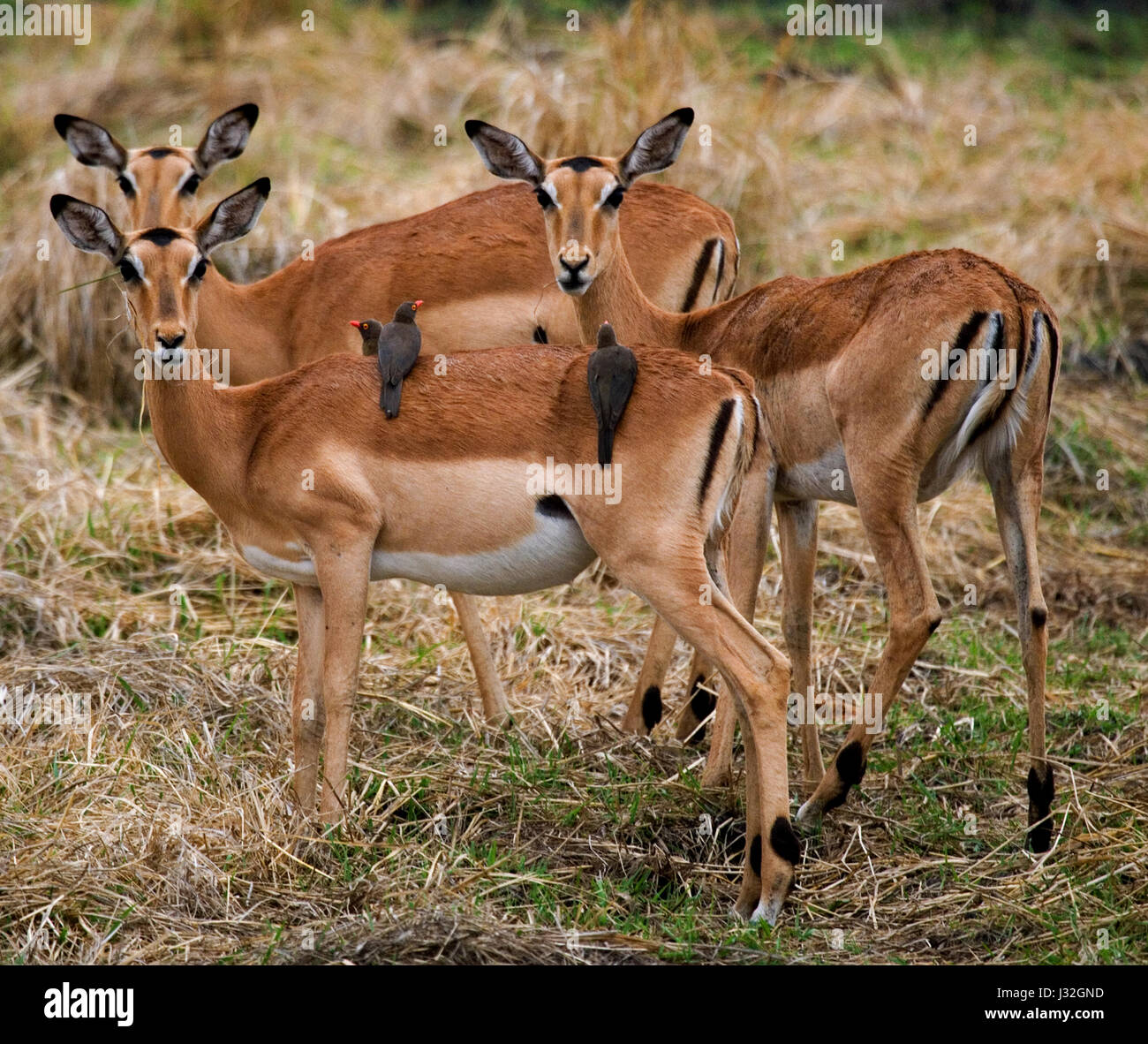 Group of of antelopes standing in the grass. Botswana. Okavango Delta ...
