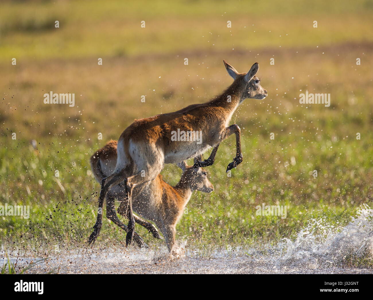 Antelope jumping. Very dynamic shot. Botswana. Okavango Delta Stock ...