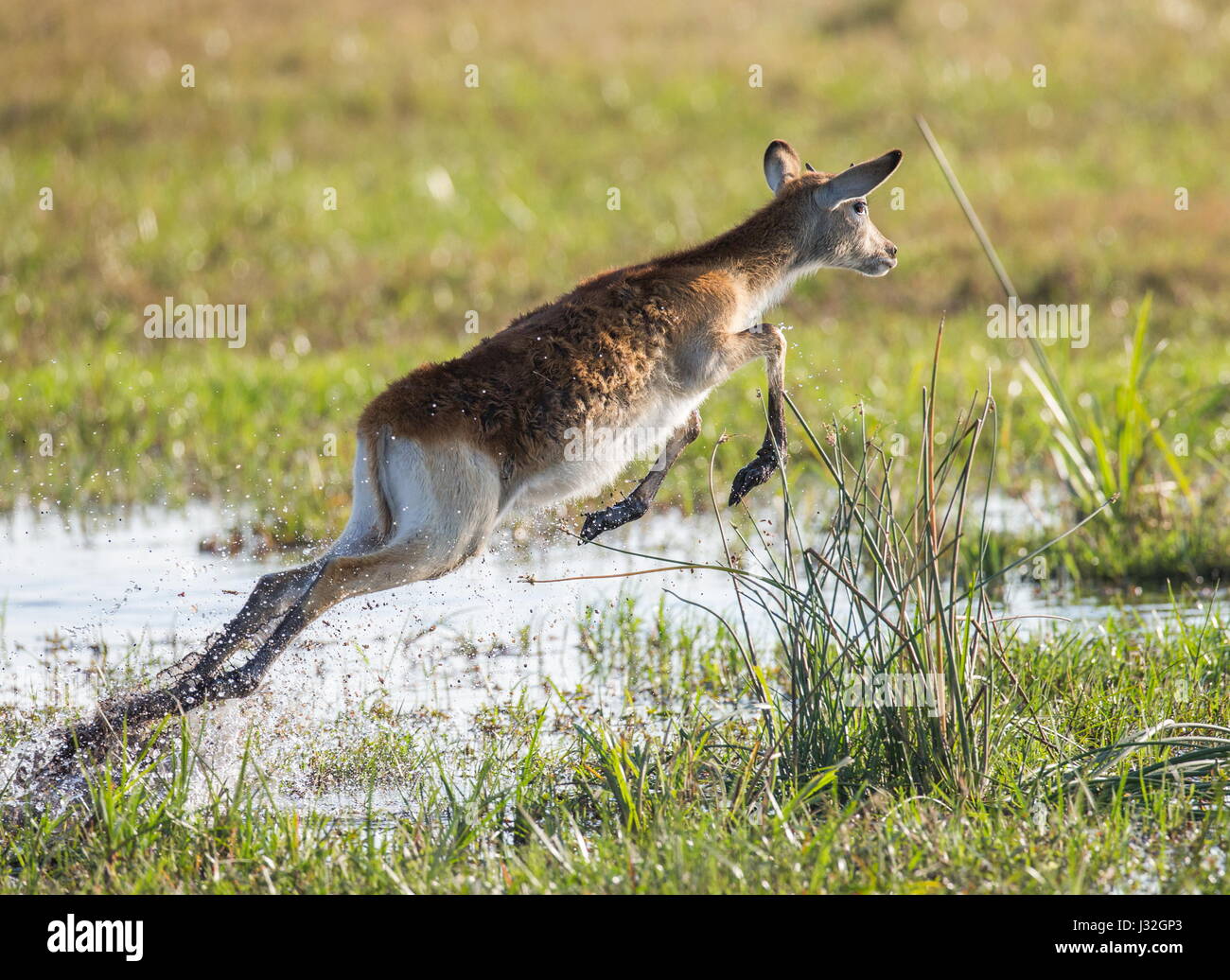 Antelope jumping. Very dynamic shot. Botswana. Okavango Delta Stock ...