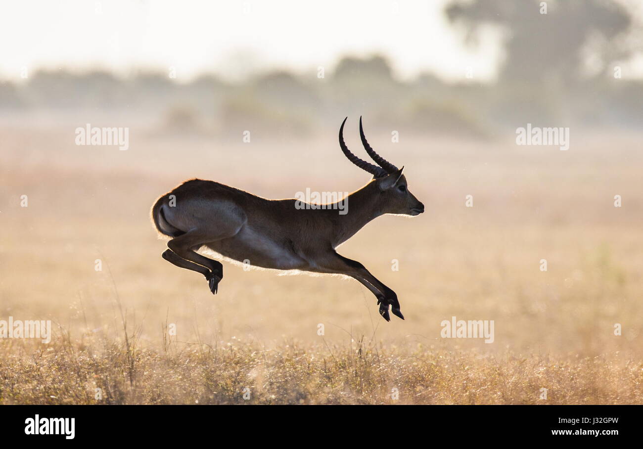 Antelope jumping hi-res stock photography and images - Alamy