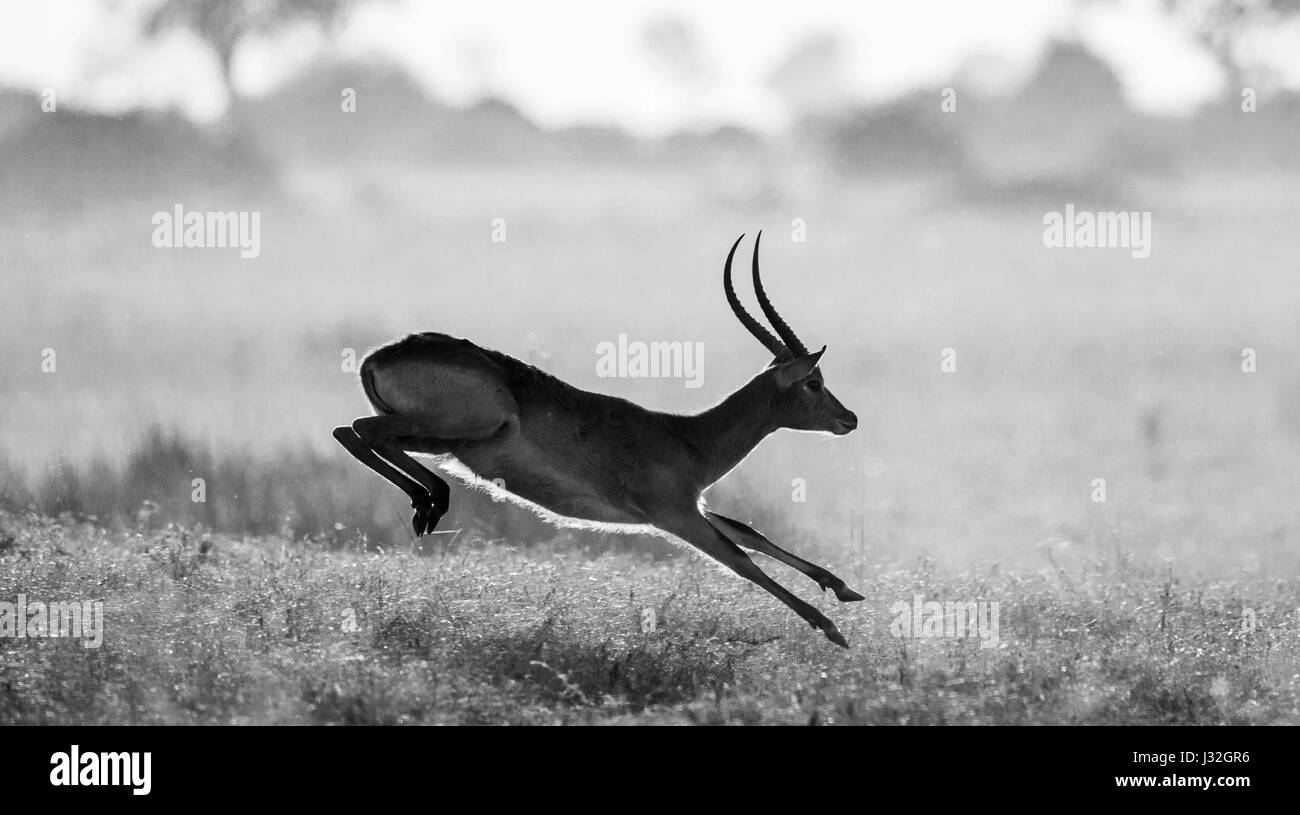 Antelope jumping hi-res stock photography and images - Alamy