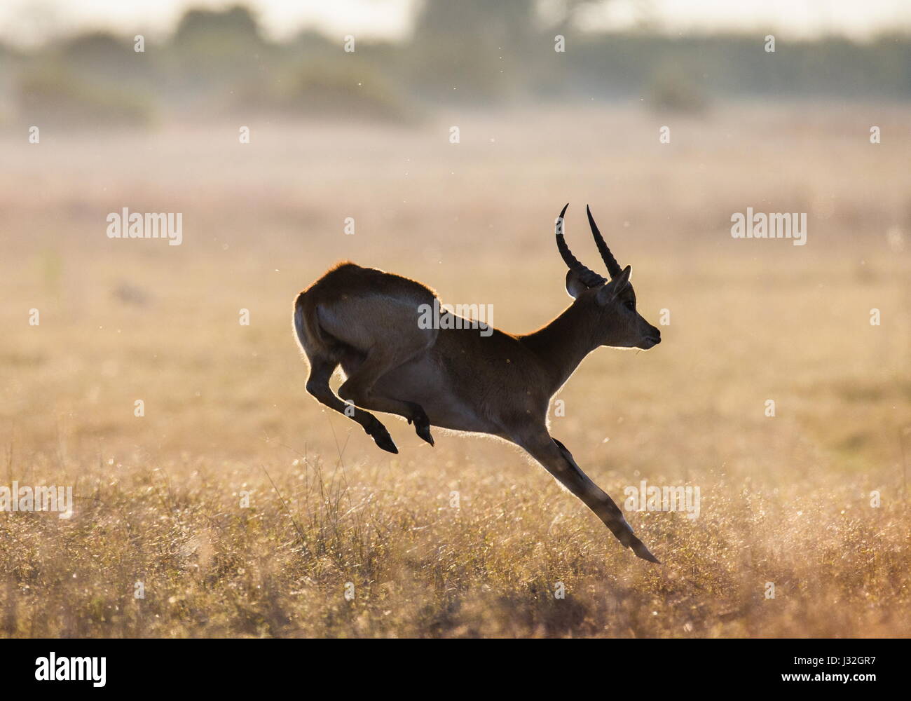 Antelope jumping. Very dynamic shot. Botswana. Okavango Delta Stock ...