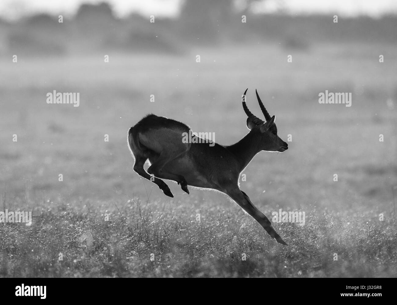 Antelope jumping hi-res stock photography and images - Alamy
