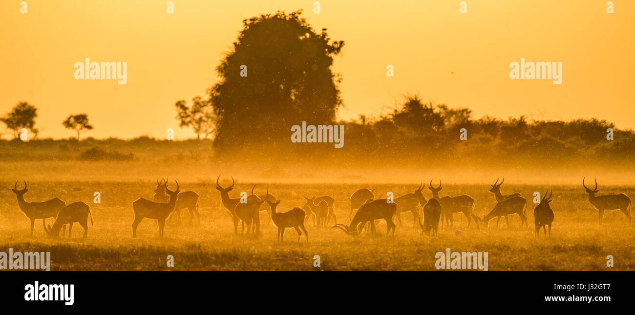 Group of antelope at sunset. Close-up. Botswana. Okavango Delta Stock ...