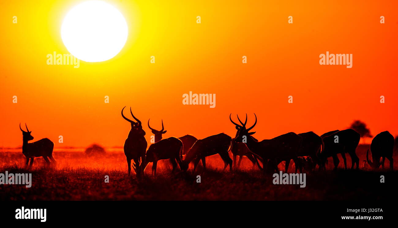 Group of antelope at sunset. Close-up. Botswana. Okavango Delta Stock ...