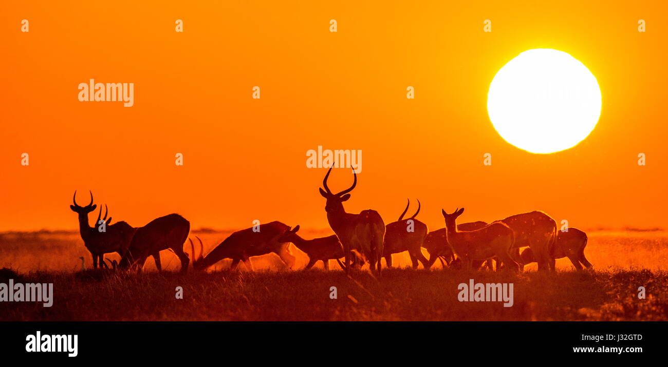 Group of antelope at sunset. Close-up. Botswana. Okavango Delta Stock ...