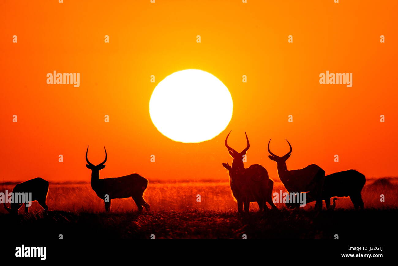 Group of antelope at sunset. Close-up. Botswana. Okavango Delta Stock ...
