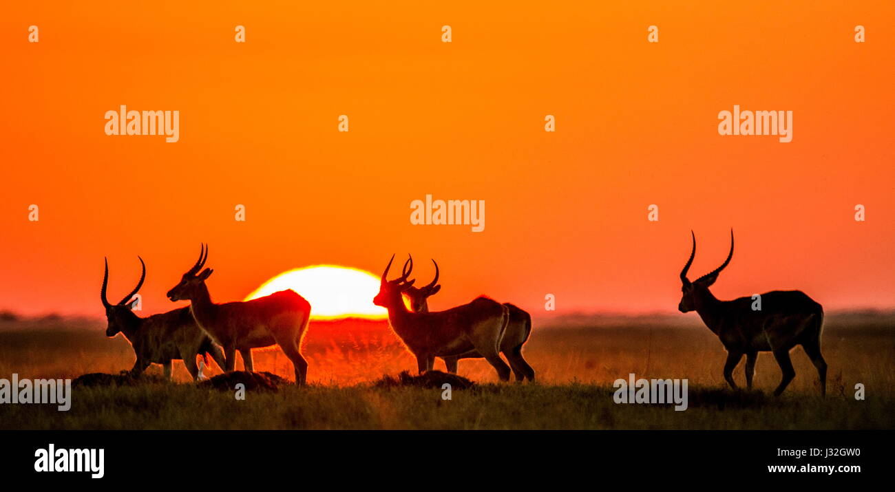 Group of antelope at sunset. Close-up. Botswana. Okavango Delta Stock ...
