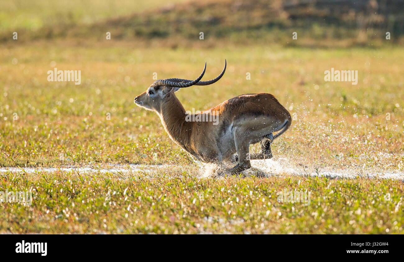 Antelope runs on water, surrounded by splashes. Botswana. Okavango ...