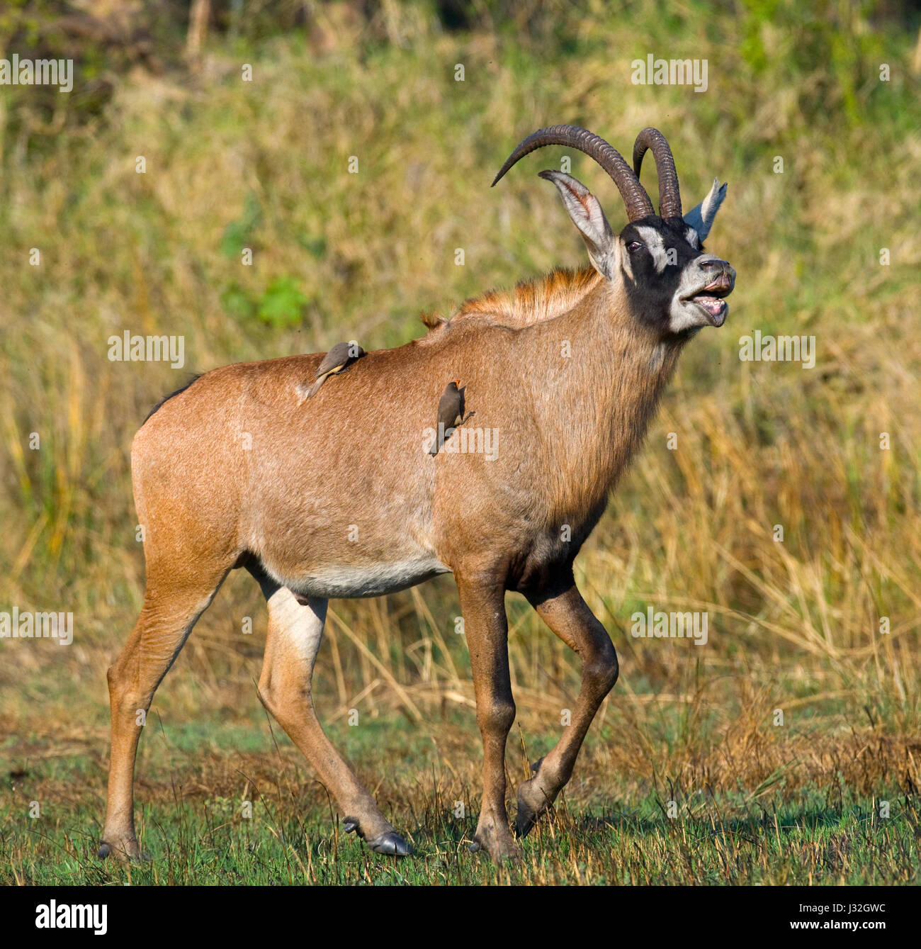 Portrait of antelope with beautiful horns. Close-up. Botswana. Okavango ...