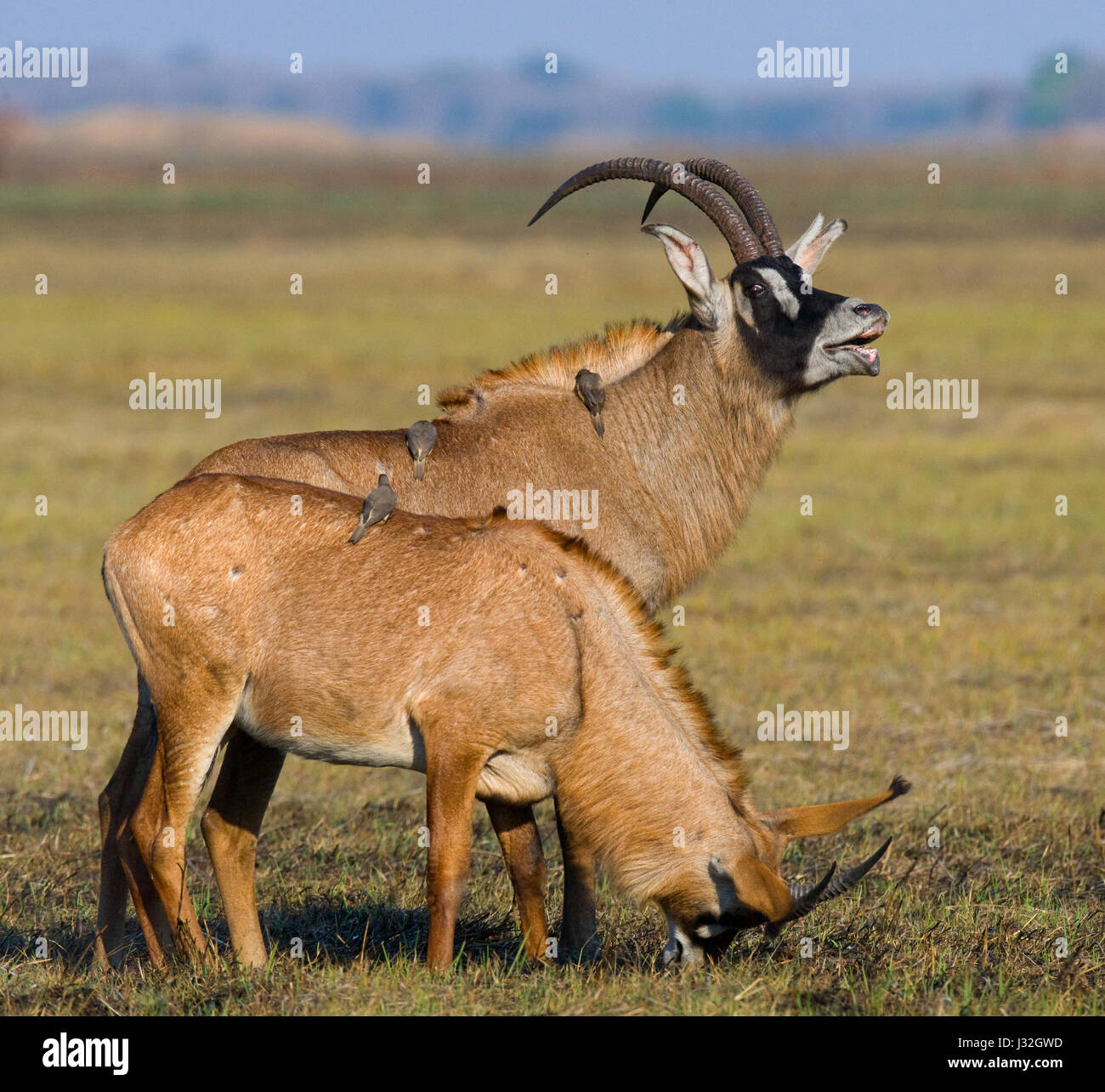Male and female antelope during the mating season. Botswana. Okavango ...