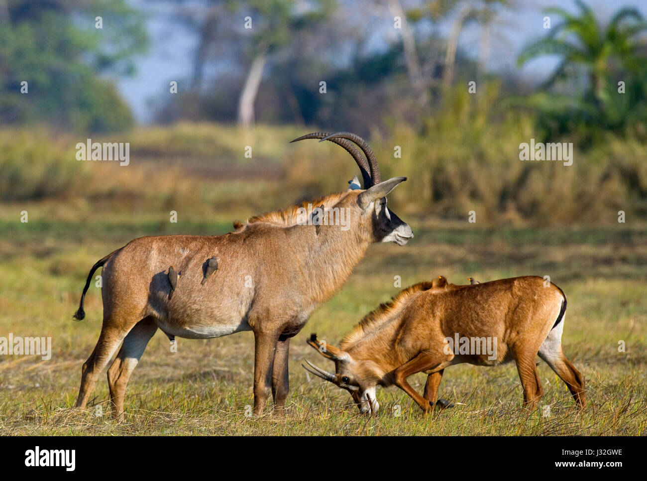 Mating antelope hi-res stock photography and images - Alamy