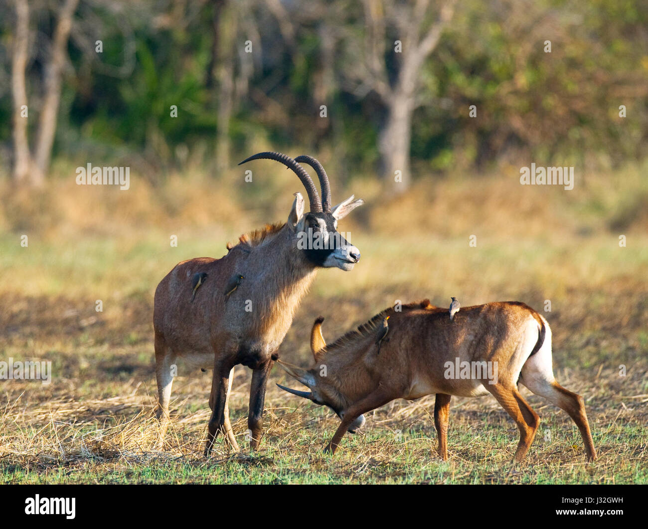 Two male antelopes fighting each other during mating season. Botswana ...