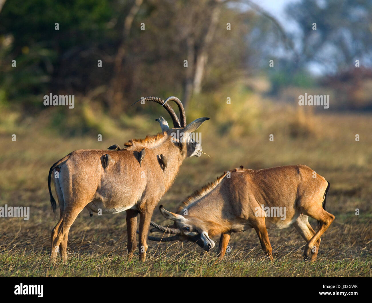 Male antelopes hi-res stock photography and images - Alamy