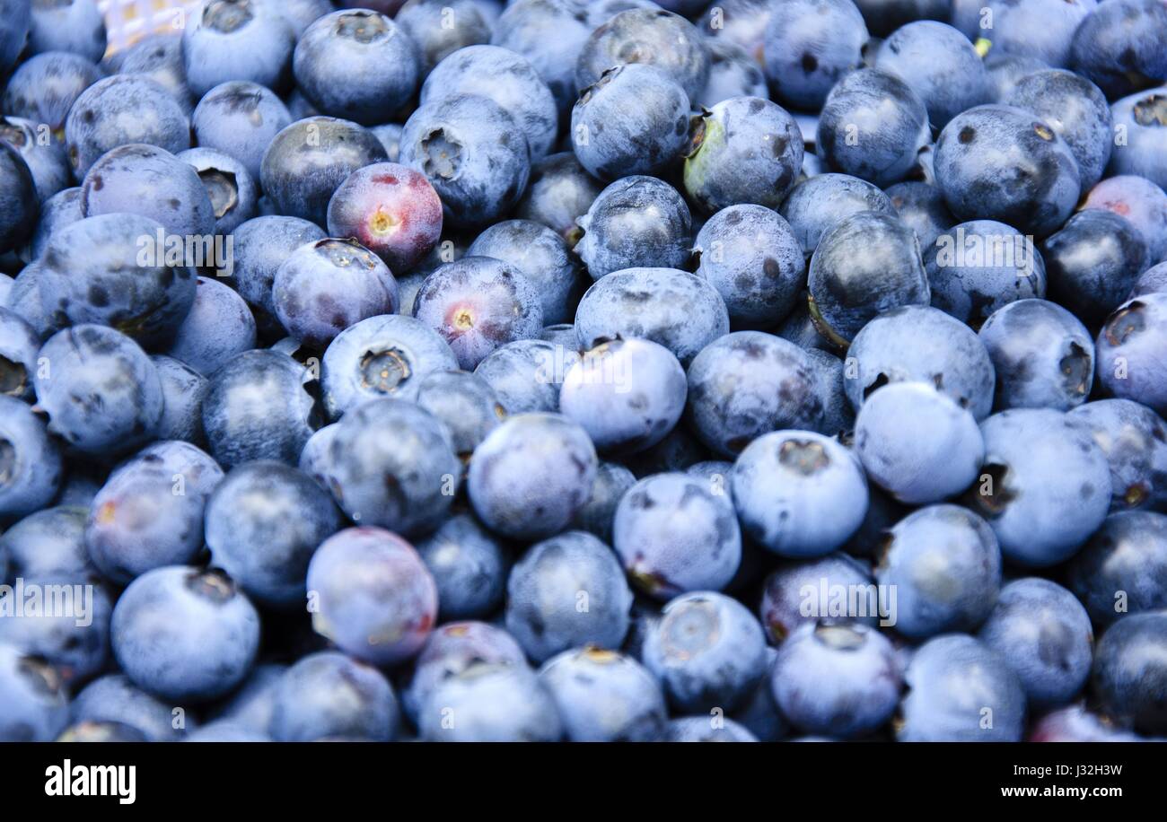 The blueberry closeup Stock Photo - Alamy