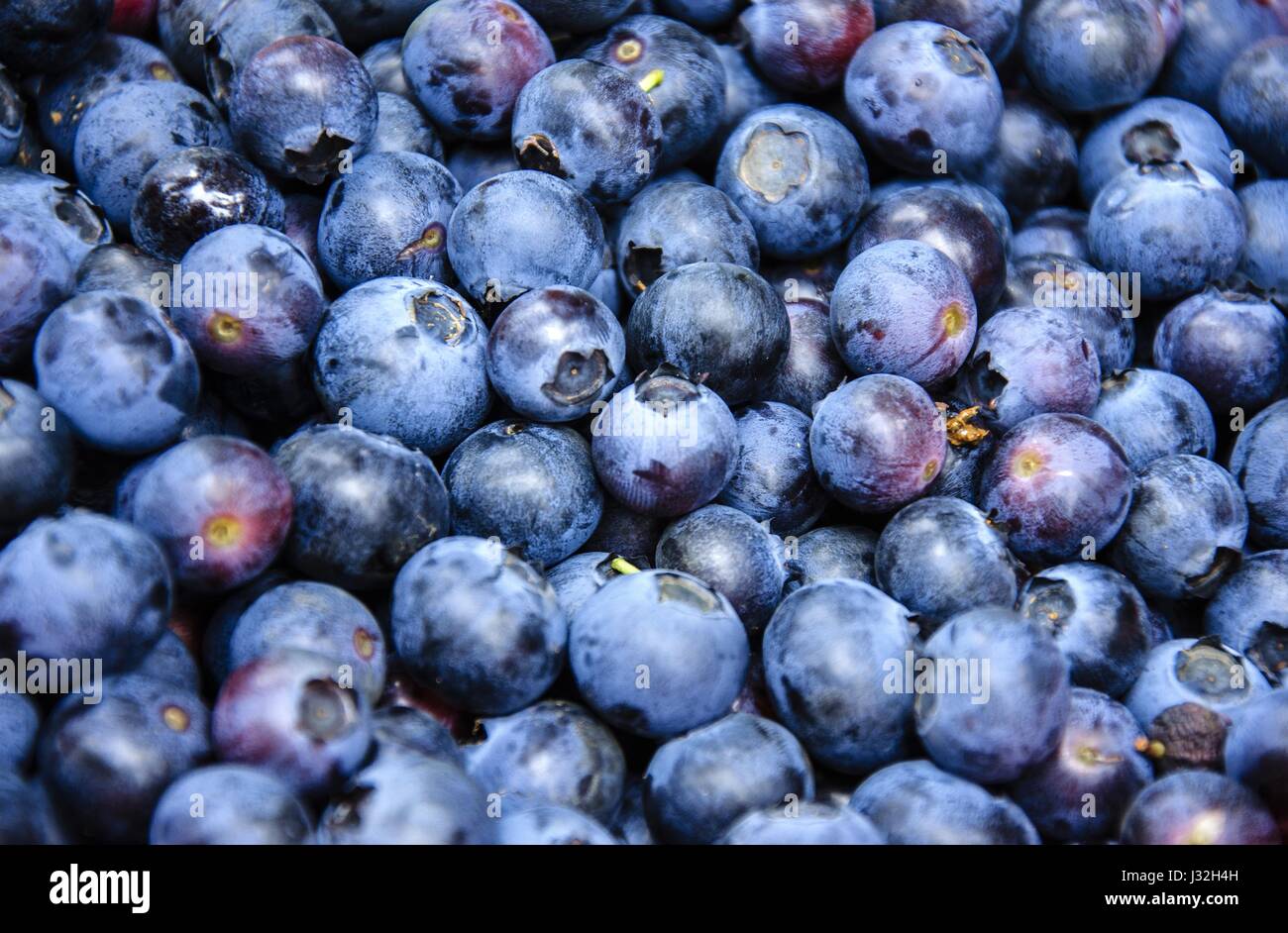 The blueberry closeup Stock Photo - Alamy