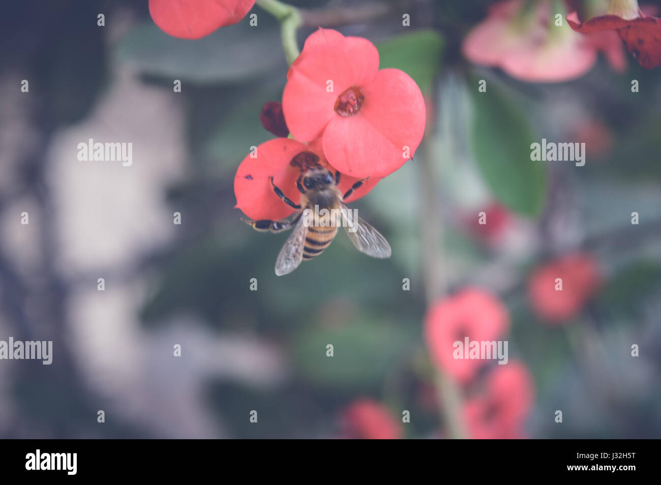 bee over red flower Stock Photo - Alamy