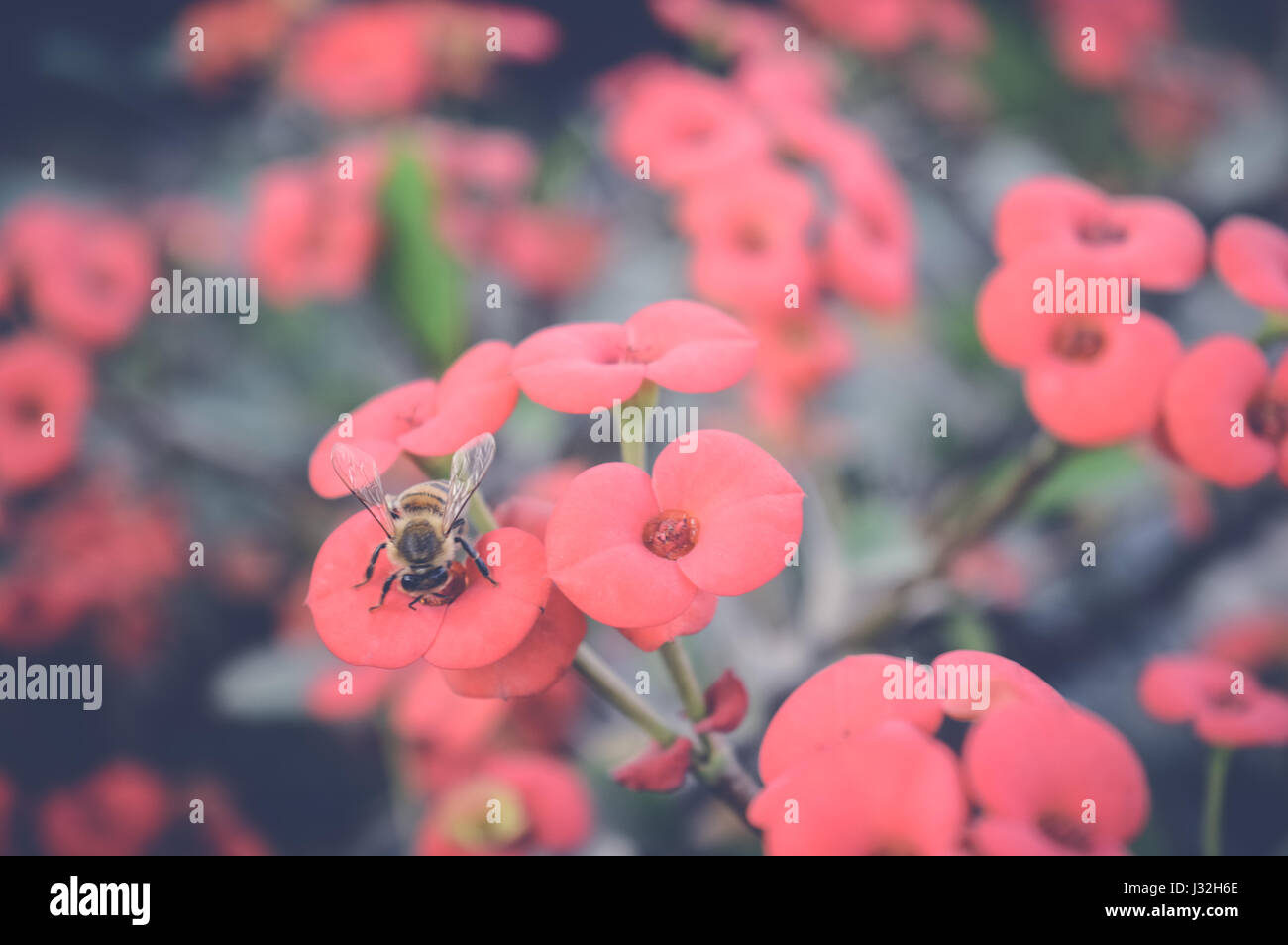 bee over red flower Stock Photo - Alamy
