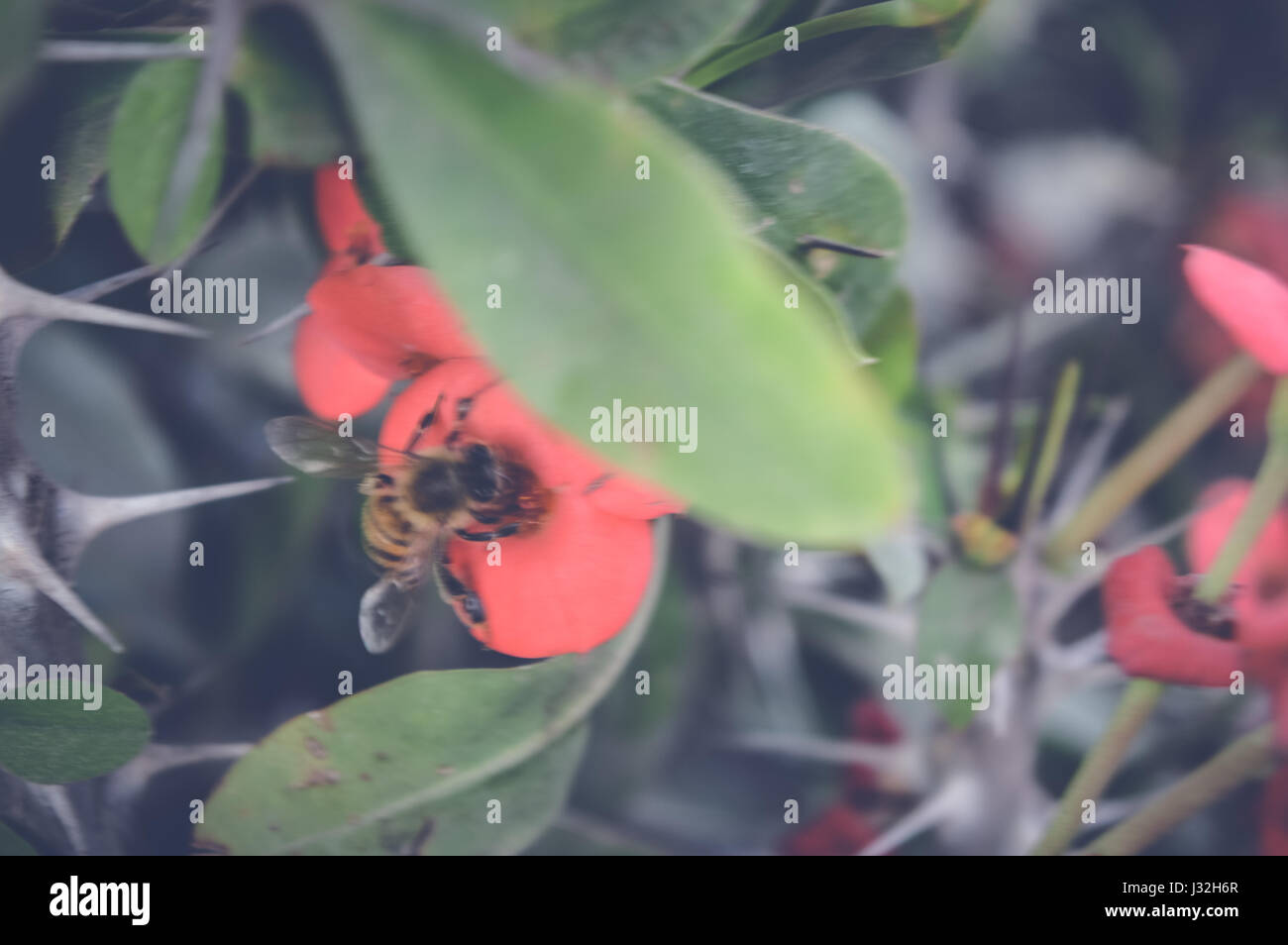 bee over red flower Stock Photo - Alamy