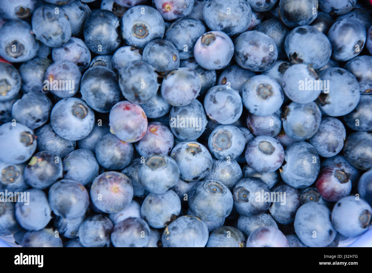 The blueberry closeup Stock Photo - Alamy