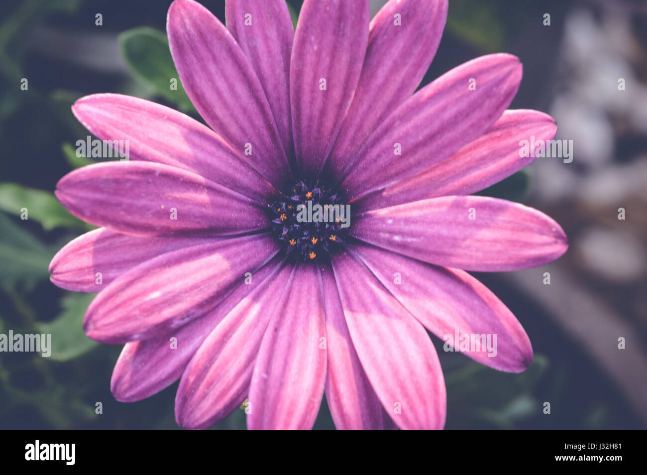 purple cape marguerite flower, dimorphotheca ecklonis Stock Photo - Alamy