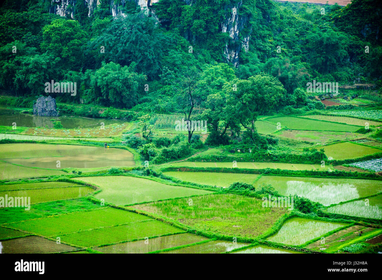 Rice fields scenery in spring Stock Photo - Alamy