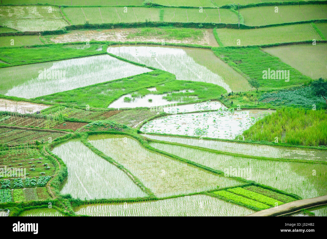 Rice fields scenery in spring Stock Photo - Alamy