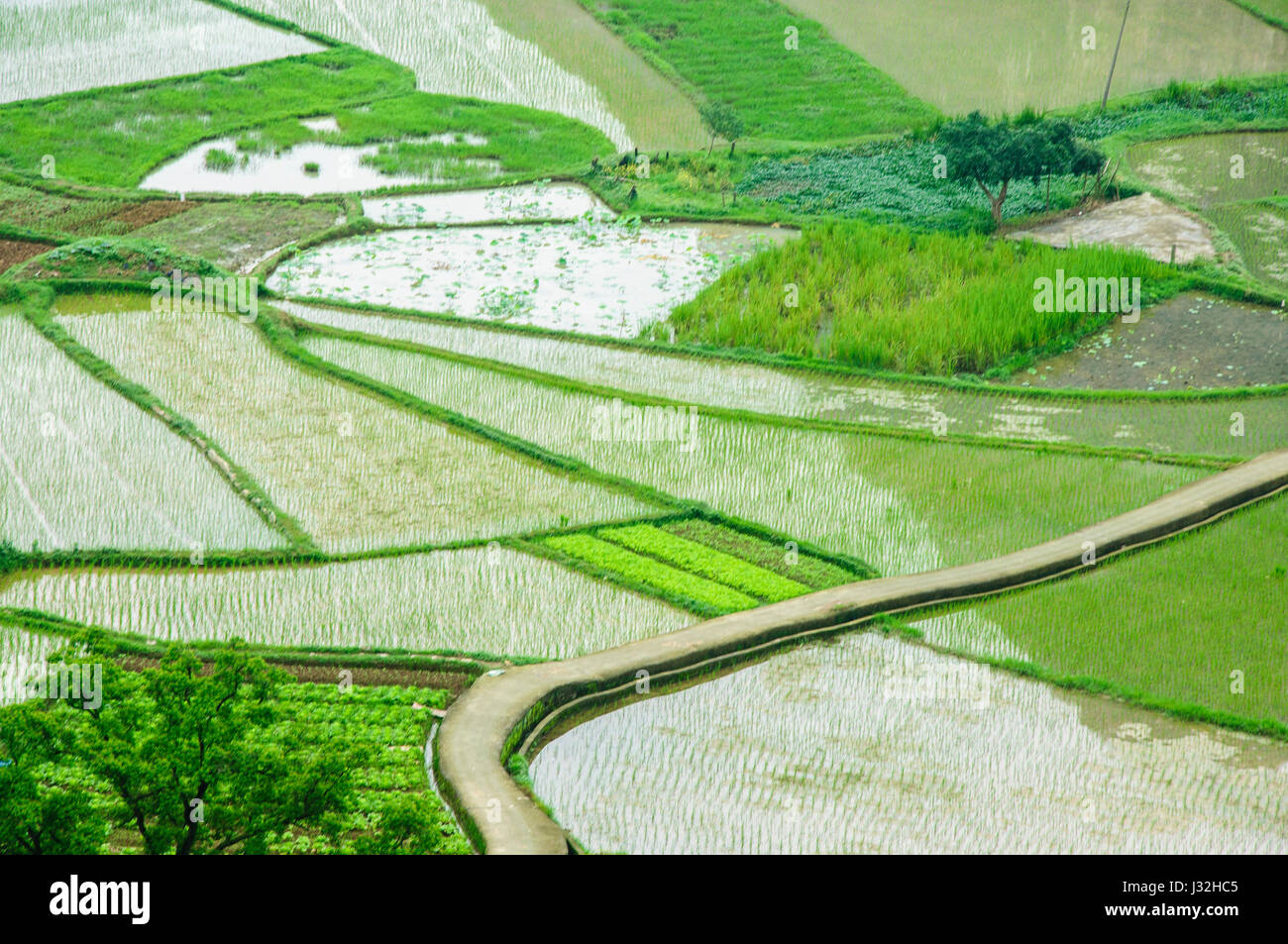 Rice fields scenery in spring Stock Photo - Alamy