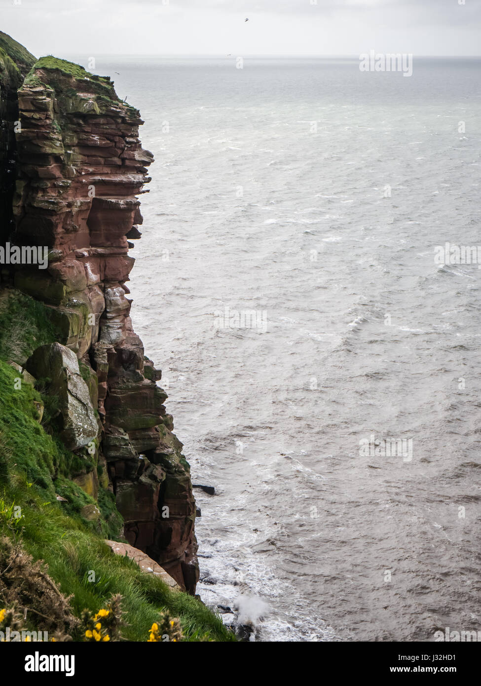 The Cliff face at the RSPB nature reserve, St Bees Head, Cumbria ...