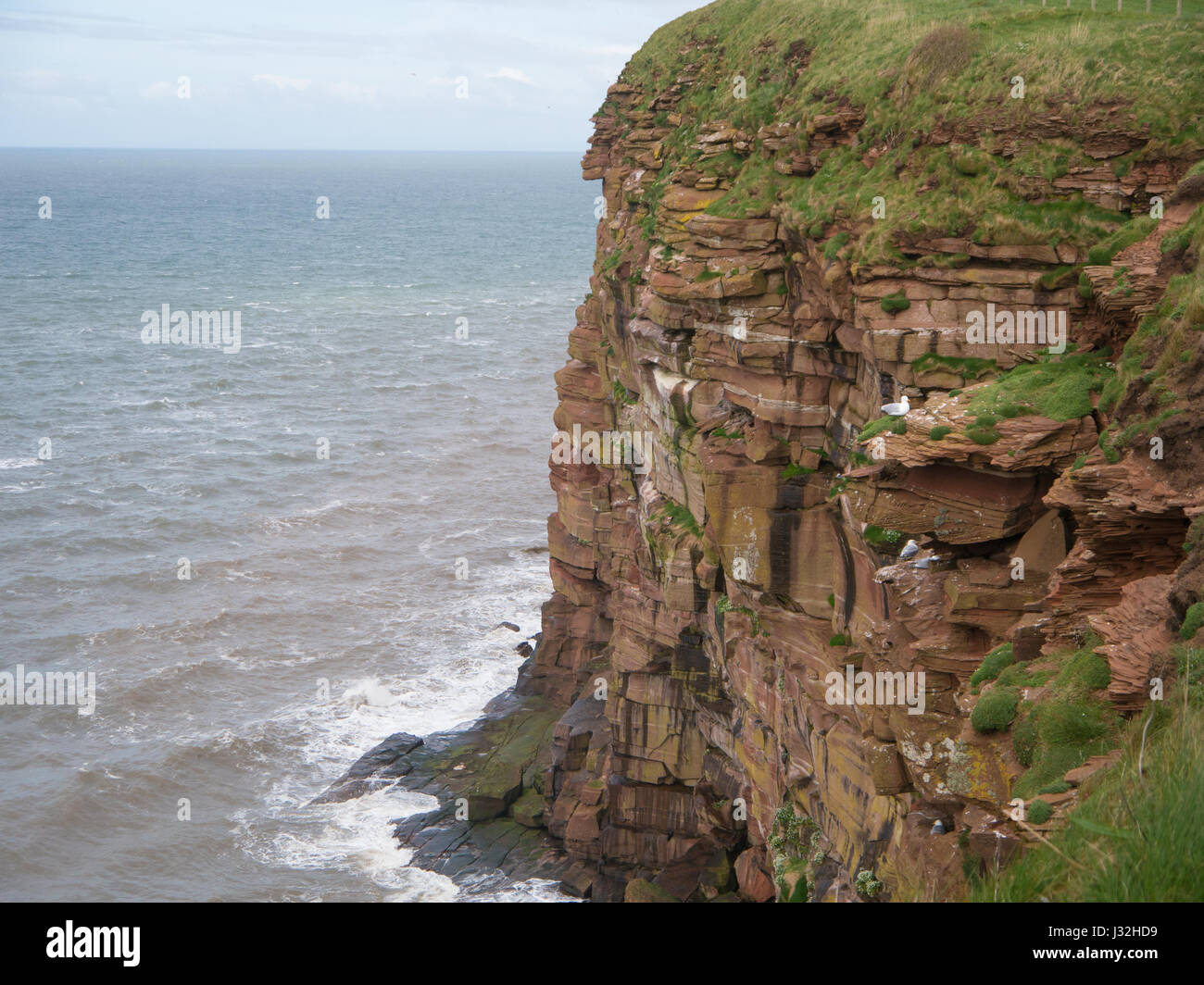 The Cliff face at the RSPB nature reserve, St Bees Head, Cumbria ...