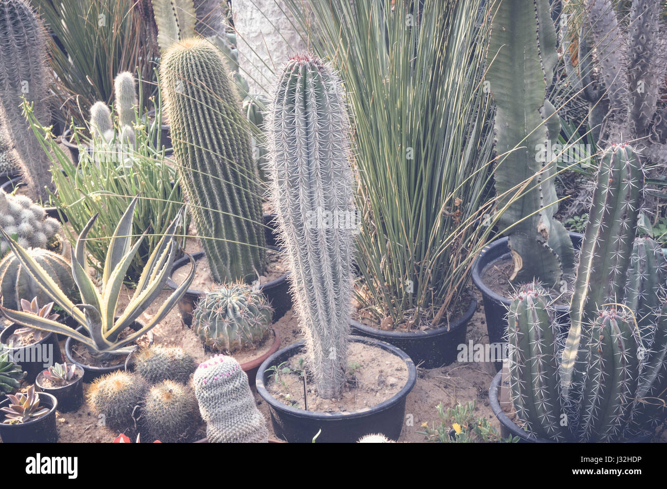 Cactus Desert Egypt High Resolution Stock Photography and Images - Alamy