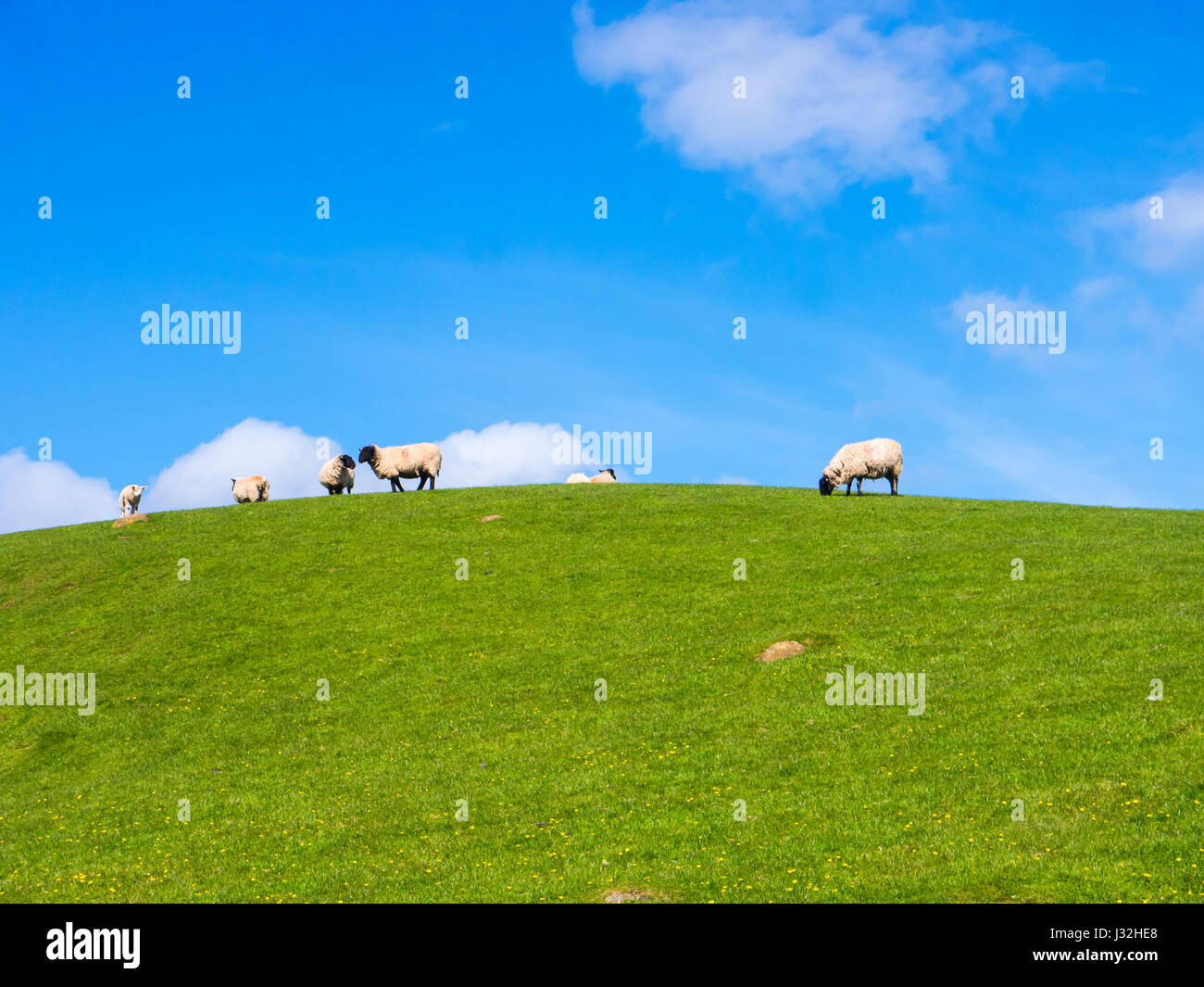 Sheep And The Sky