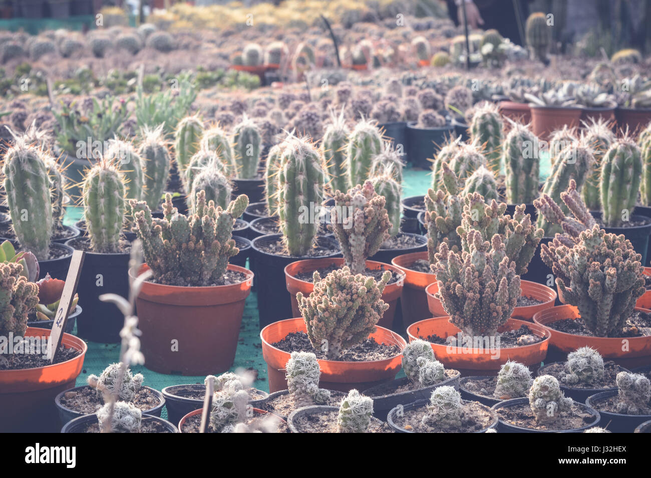 giza, egypt, march 25, 2017: cactus field at orman garden Stock Photo ...
