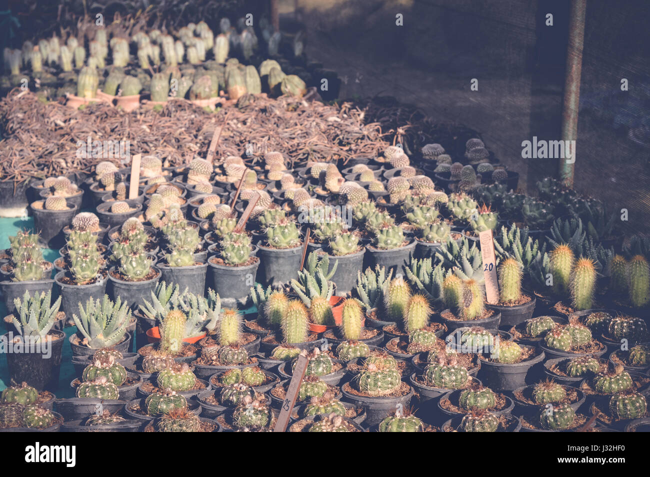 giza, egypt, march 25, 2017: cactus field at orman garden Stock Photo ...