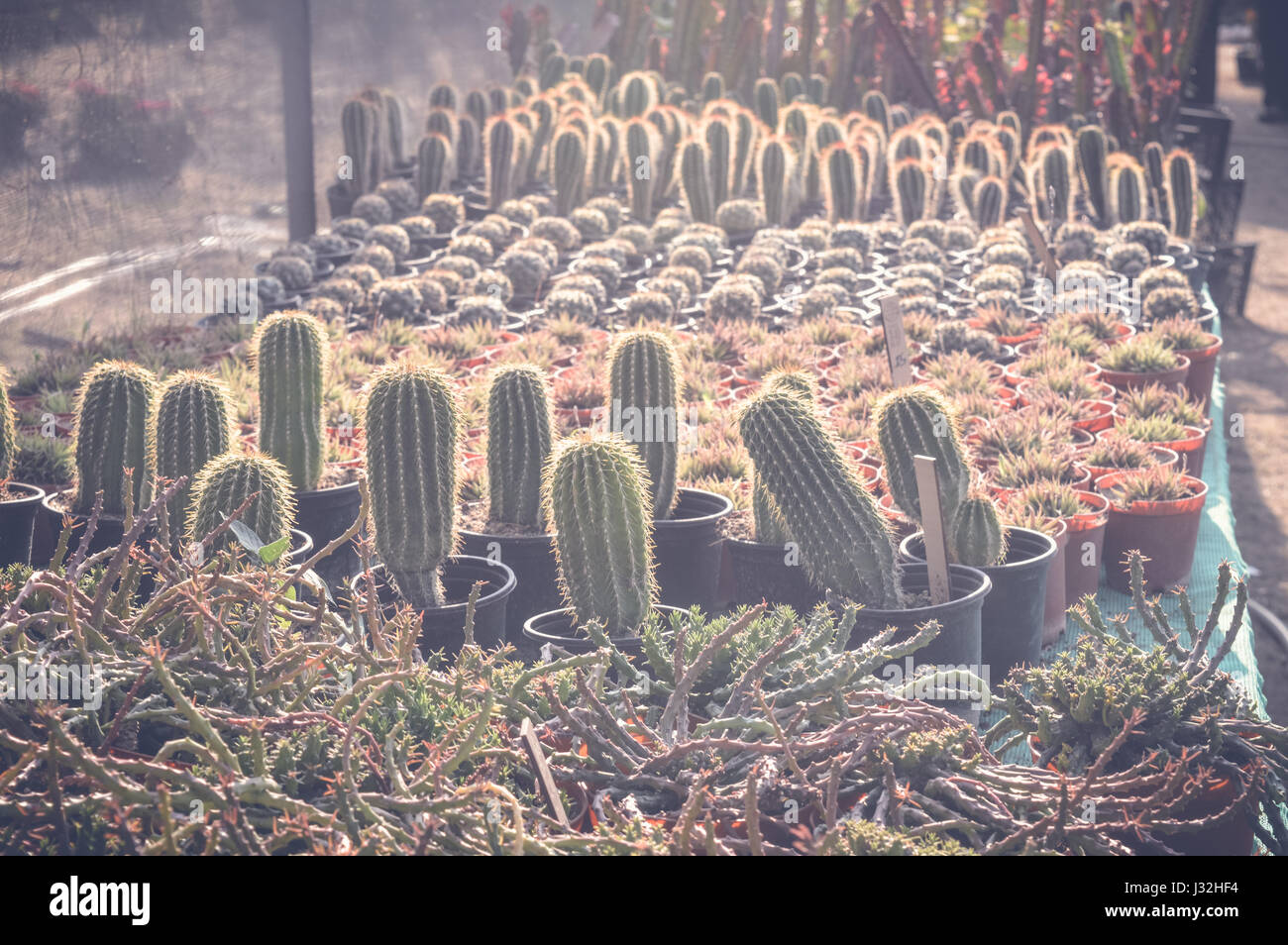 giza, egypt, march 25, 2017: cactus field at orman garden Stock Photo ...