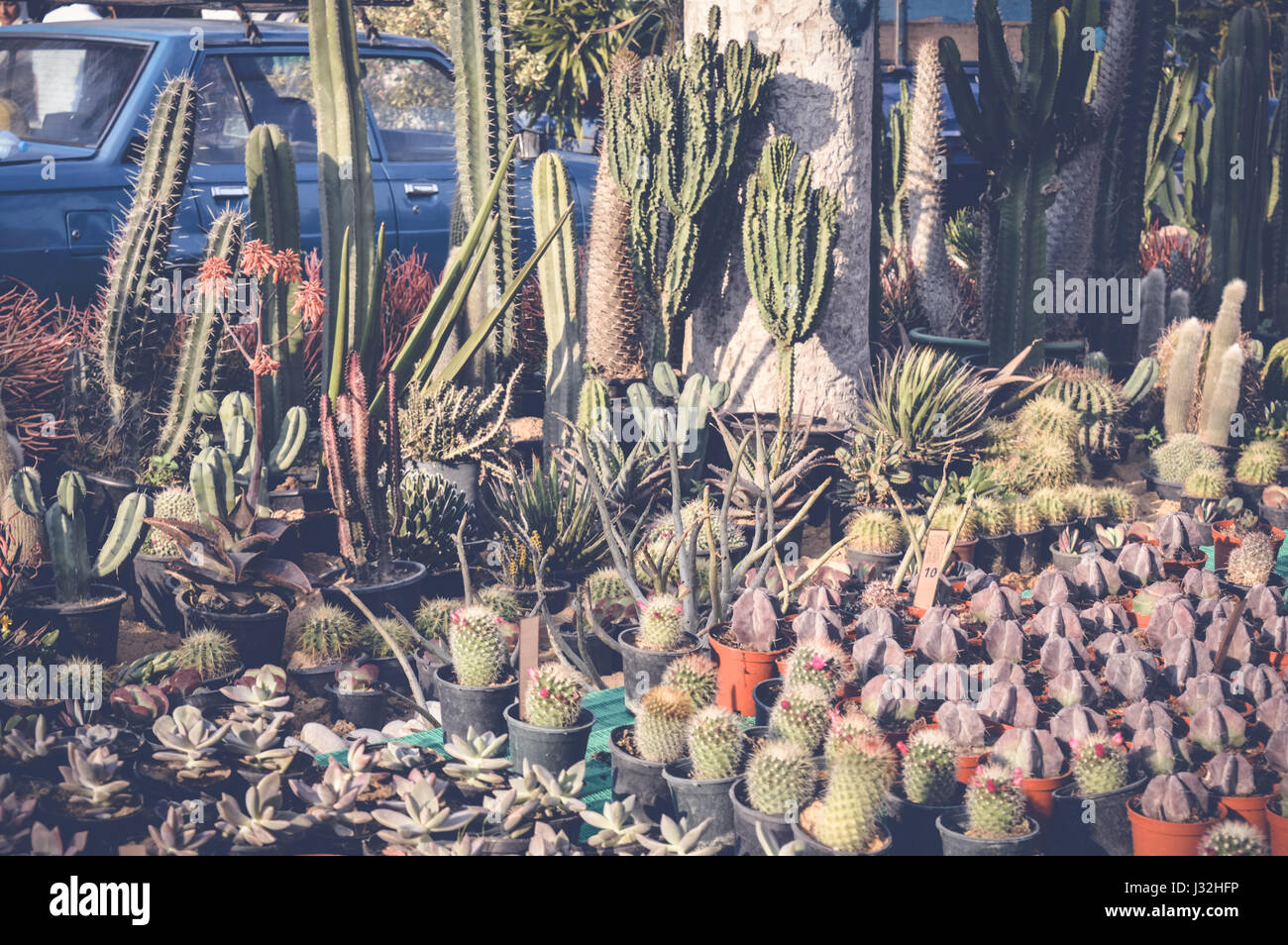 giza, egypt, march 25, 2017: cactus field at orman garden Stock Photo ...