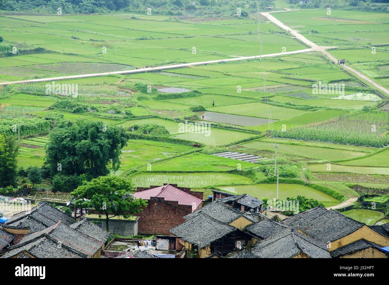 Rice fields scenery in spring Stock Photo - Alamy